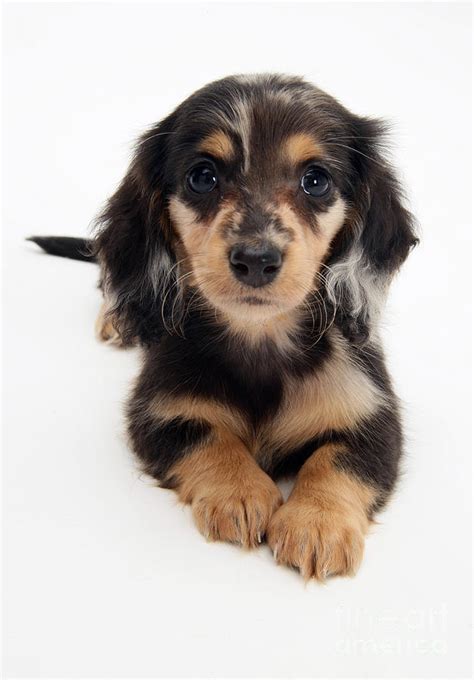 Dachshund Pup Photograph By Jane Burton Fine Art America