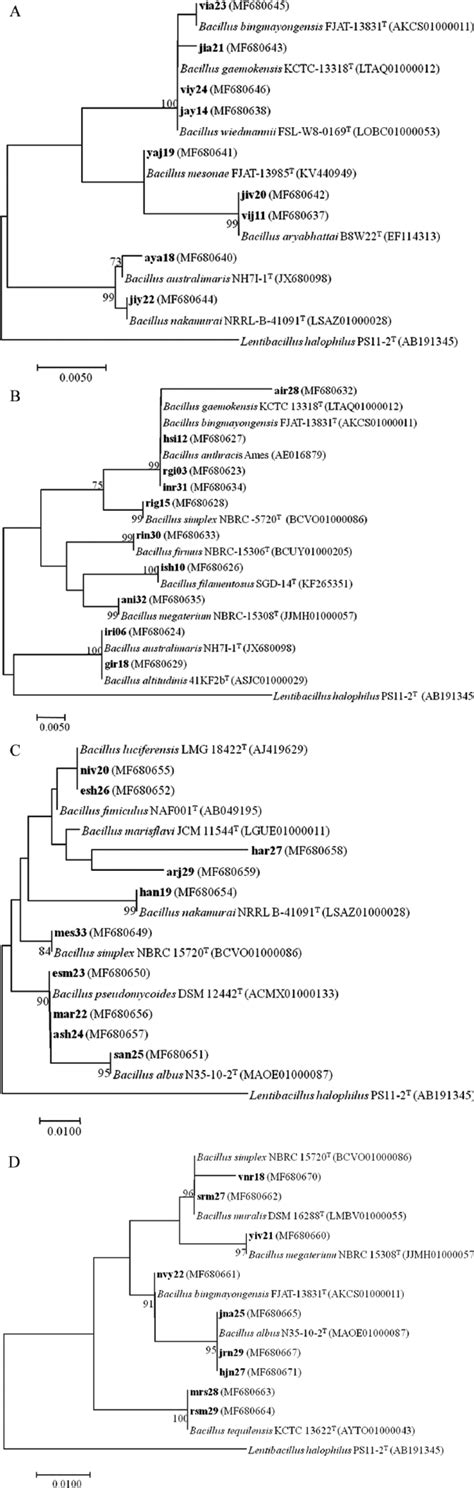 A Phylogenetic Tree Based On 16s Rdna Sequences Showing Relationship