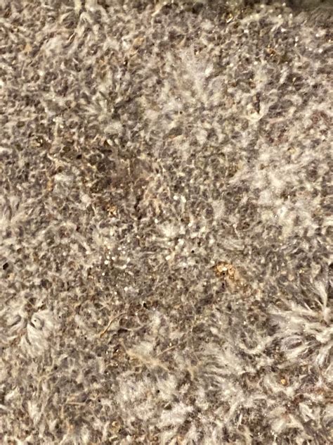 Actives Please Tell Me These Are Hyphal Knots 🤞 Rpsylocybecubensis