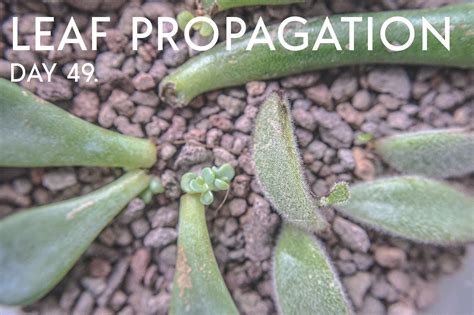 Succulent Propagation — Day 5 Tough Botany Medium