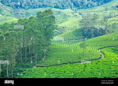 Forest And Green Fields Of Tea Garden Plantations On The Hills