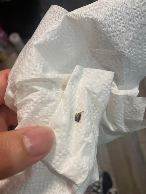Roach Or Cricket Rwhatsthisbug