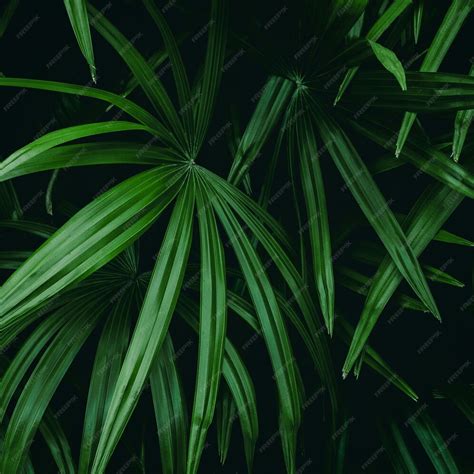 Premium Photo Abstract Green Leaf Texture Nature Background Tropical