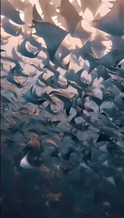 Mobula Ray Migration Photographer Aidan Bedford Album On Imgur