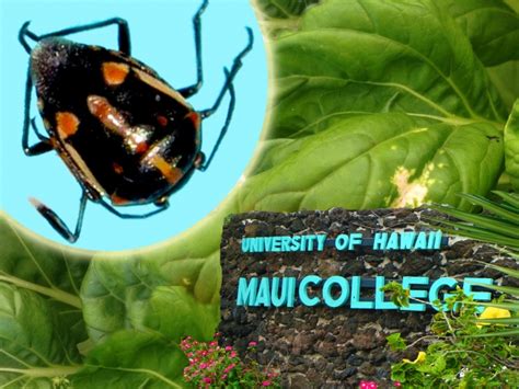 Invasive Stink Bug Threatens Crops On Maui Maui Now