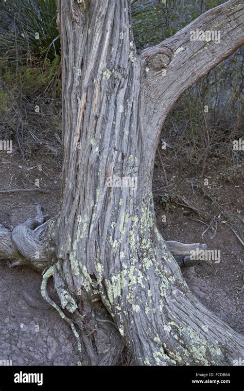 Drooping Juniper Juniperus Flaccida Trunk Big Bend Texas Stock