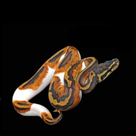 Cobras Python Espécies Cuidados E Dicas Para Comprar