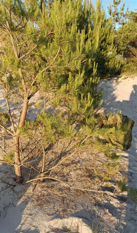 Pencott Wildwood Effectiveness Rcamouflage