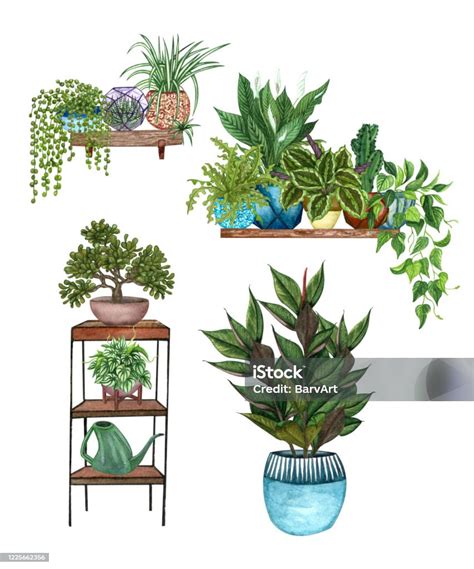 선반에 집 식물의 수채화 그림 흰색 배경에 고립 현대적인 인테리어 보헤미안 라이프스타일 일러스트레이션에 대한 스톡 벡터 아트 및 기타 이미지 Istock