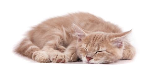Why Do Cats Curl Into Balls When Sleeping A Veterinarian Explains Cats Com