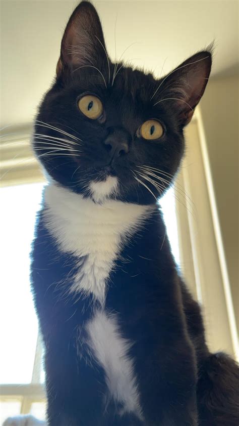 I Showed You My Tuxie Kitty Pls Respond R Tuxedocats