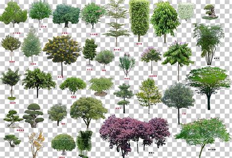 Tree Shrub PNG Clipart Autocad Branch Computeraided Design Computer Software Conifer Free