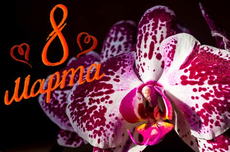 휴일 카드 꽃 여러 가지 빛깔의 난초 휴일 인사말 브러시 8 행진 인사말 편지와 필기 비문 3월에 대한 스톡 사진 및 기타 이미지 Istock