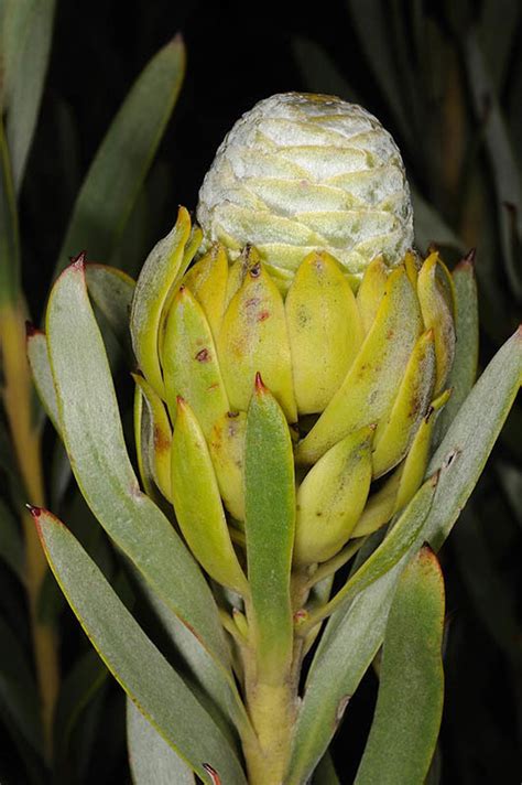 Leucadendron Laureolum South African Phoenix Seeds