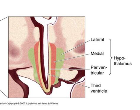 Hypothalamus Control Of Pituitary Hormones And Ans System Flashcards