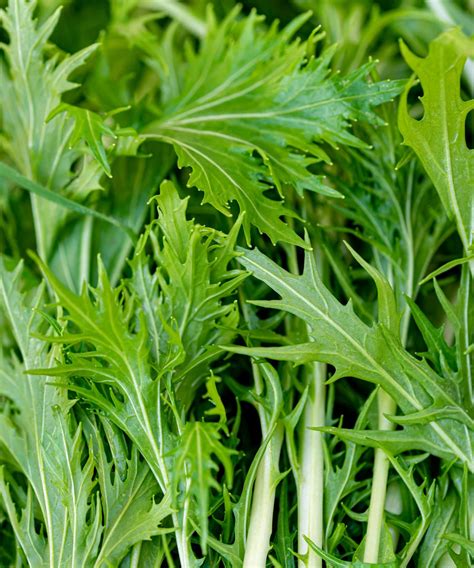 How To Grow Mizuna Expert Tips For Bumper Harvests Homes And Gardens