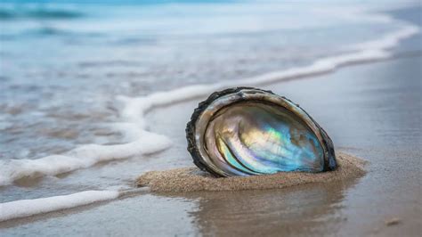 Abalone Shell Meanings And More How This Jewel Of The Sea Inspires