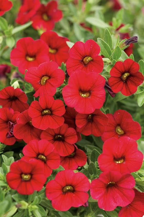 Superbells Red Calibrachoa Plant Library Pahls Market Apple