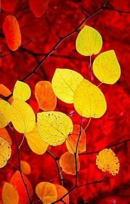 Some Jaiden One Shots Hair Wattpad