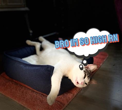 Cat Rule R 196