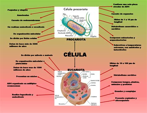 Arriba 79 Imagen Mapa Mental De Las Celulas Eucariotas Y Procariotas