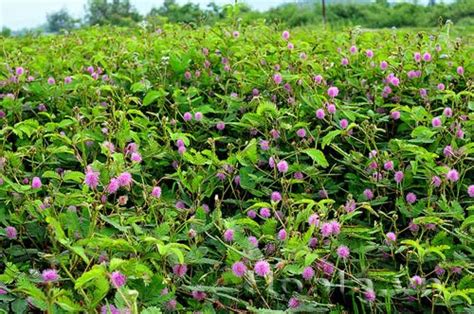 Hoa Trinh Nữ Có đặc điểm Gì Ý Nghĩa Và Tác Dụng ít Ai Biết đến Eu