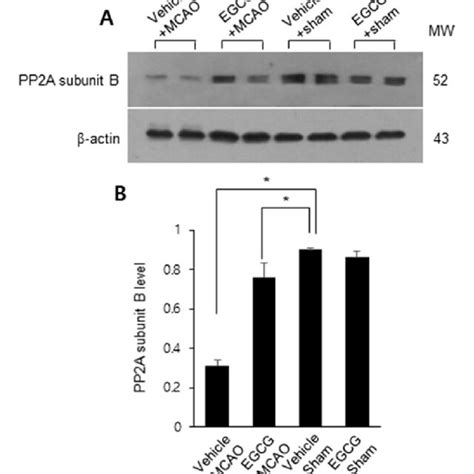 Egcg Alleviates The Decrease In Protein Phosphatase 2 A Pp2a Subunits