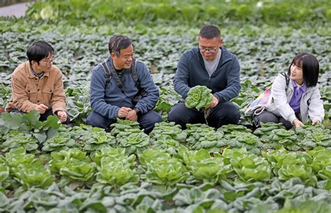 杭州“阳台菜园”种植 引领都市农业风尚