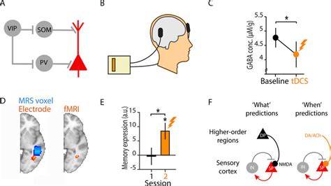 Inhibition And Disinhibition Within The Canonical Neocortical Circuit
