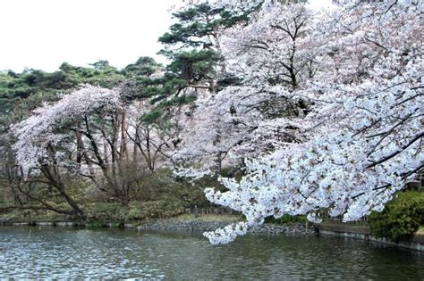 大宮公園 私のベスト桜写真 1 さいたま日記