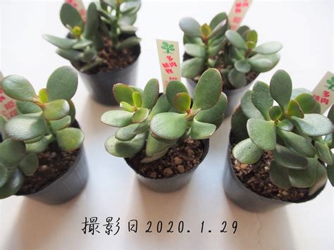 多肉植物 姫花月 ヒメカゲツクラッスラ属金のなる木 いとうぐりーん 産直苗 2号 多肉植物とガーデン雑貨 Macherie マシェリ