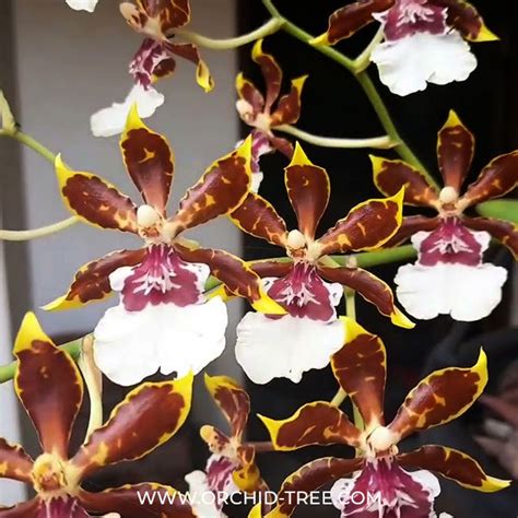 Oncidium Colmnara Jungle Monarch Orhcid Plant Ff Orchid Tree