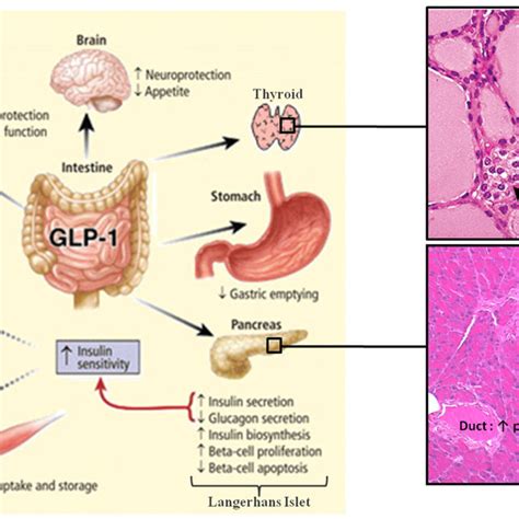 Actions Of Glp 1 In Peripheral Tissues Most Of The Effects Of Glp 1
