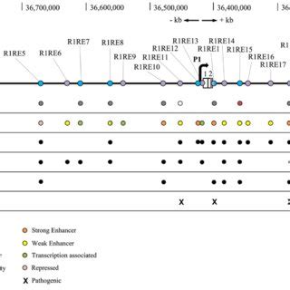 Schematic Overview Of Human RUNX1 Locus And Annotations Chromosome 21