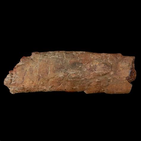 39 Dromaeosaurid Raptor Fossil Rib Bone Cretaceous Age Dinosaur Hell