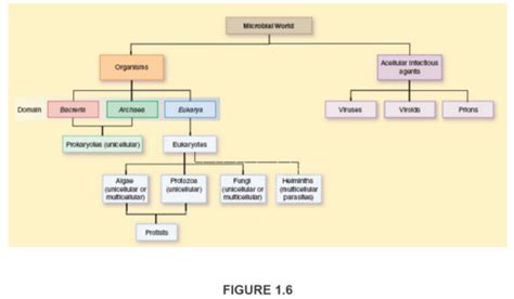 Humans And The Microbial World Flashcards Quizlet