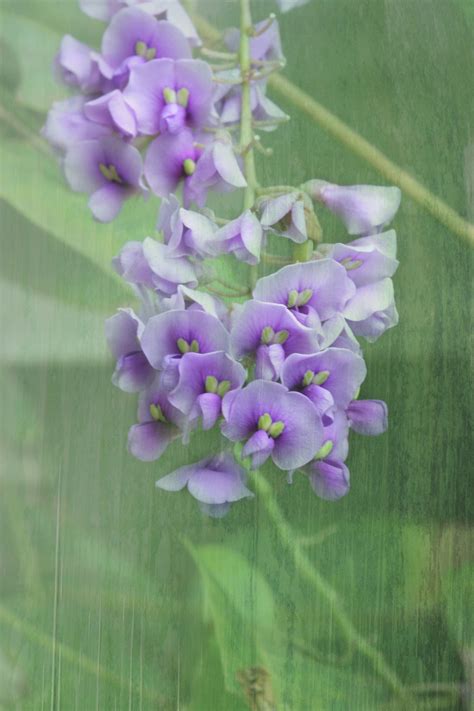 Australian Native Vine