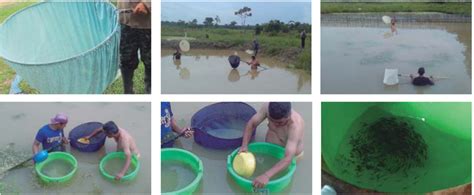 Cultivo Del Paiche Y La Pesca Artesanal En El Perú