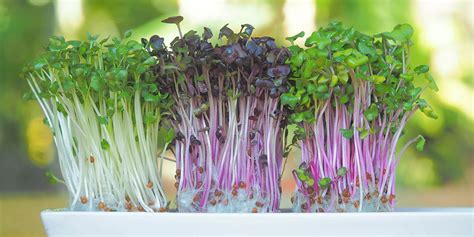Urban Farming Ultimate Guide And Examples Grocycle