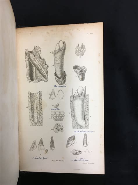 A Monograph On The Sub Class Cirripedia