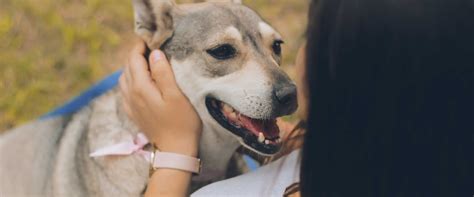 Cuando Un Perro Muere 5 Cosas Que Tu Mascota Quiere Decirte