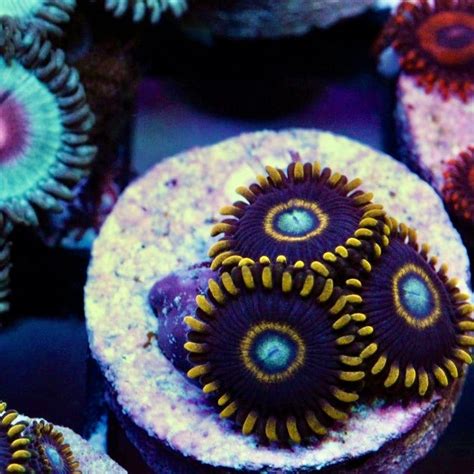 Og 2009 Blue Hornets Zoanthids 3 Polyps Lazys Coral House