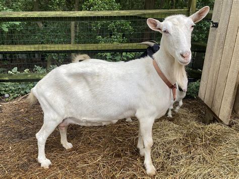 Saanen Goats For Sale The Prime Herders