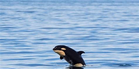Video Una Orca Bebé Pide Ayuda A Un Barco Pesquero Para Salvar A Su Madre Entérate Nayarit