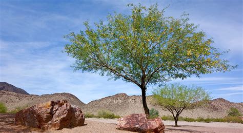 Different Types Of Mesquite Tree Varieties Embracegardening