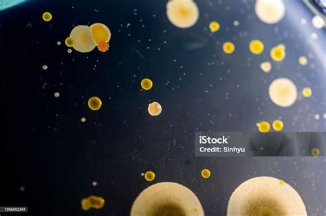 微生物学研究所の教育のための土壌サンプルから寒天プレート上に成長する細菌とカビの特性と異なる形のコロニーの背景 アイデンティティーの