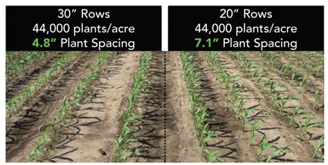 Managing For Higher Corn Plant Populations Liqui Grow Balanced Liquid