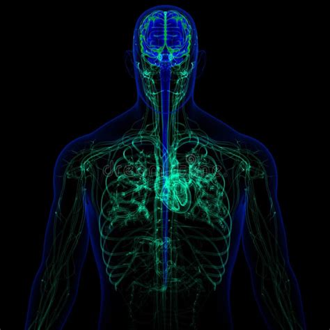 3d Afbeelding Van Het Menselijk Brein Met Anatomie Van Het