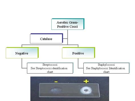 Aerobic Gram Positive Cocci Catalase Negative Positive Streptococci