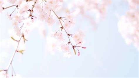 关于春的诗句飞花令（春字飞花令100句） 生涯设计